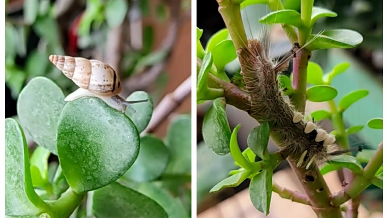 Two very beautiful yet very destructive plant pests in the monsoon ...