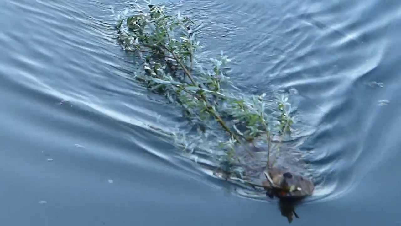 Biber zieht einen langen Ast durchs Wasser.Beaver watching ...