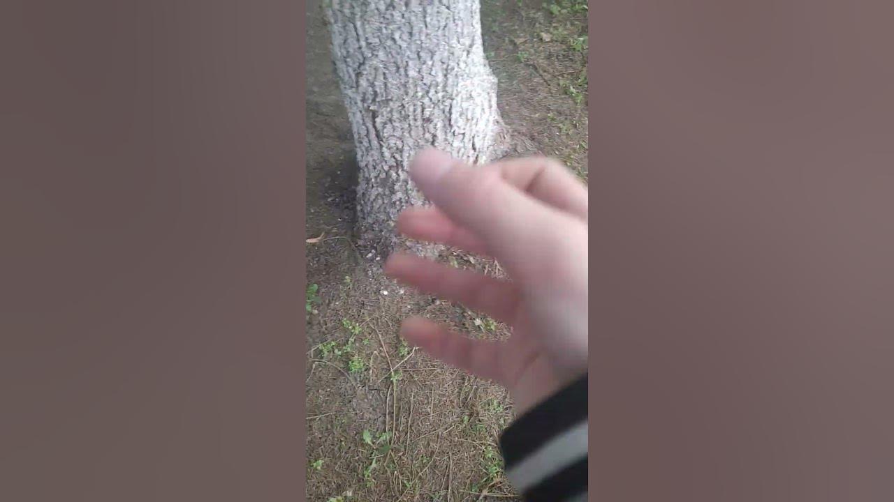 СЛАВЯНСКИЙ ЗАЖИМ ЯЙЦАМИ - YouTube
