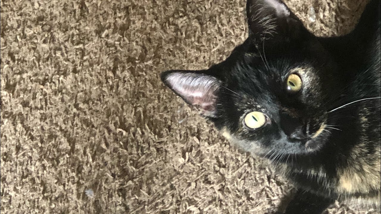 Cats being cats - YouTube