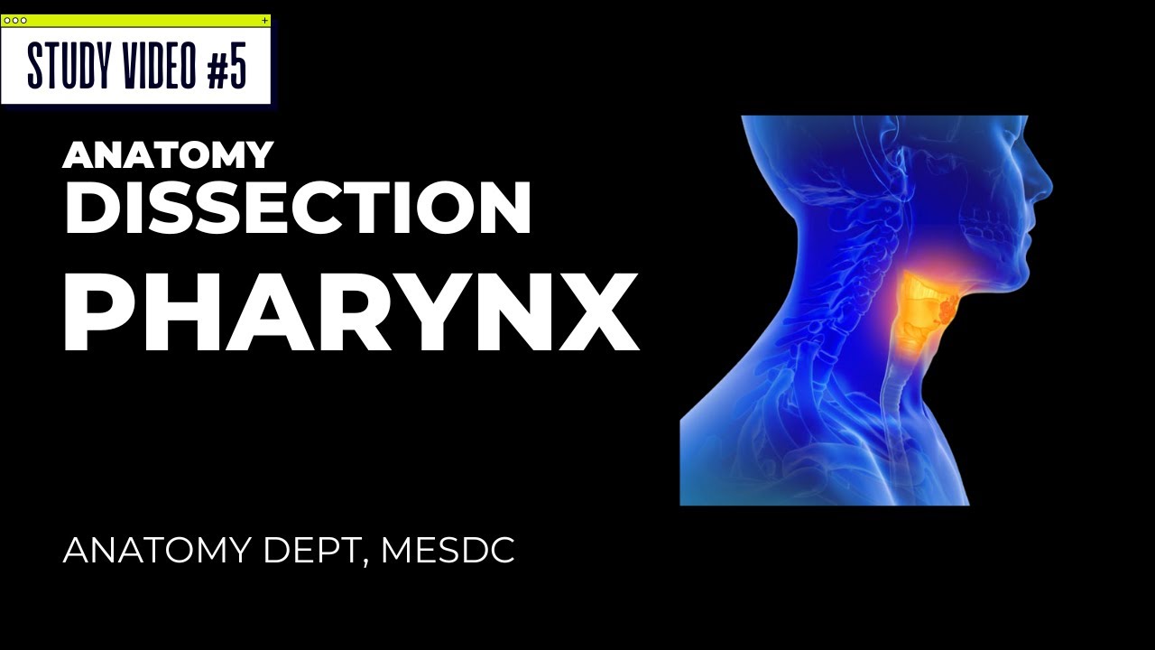 Pharynx| Anatomy Dissection| Study Video - 5 - YouTube