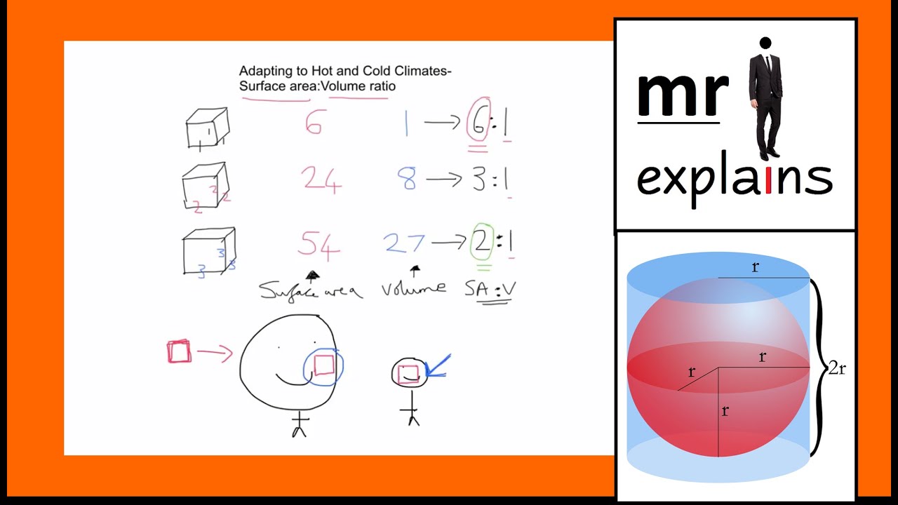 Mr I Explains Surface Area To Volume Ratio Adapting To Hot And Cold mr-i-explains-surface-area-to-volume-ratio-adapting-to-hot-and-cold