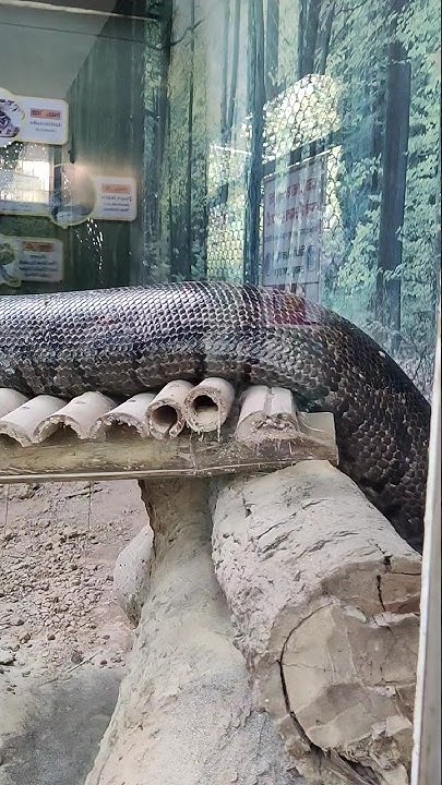 Anaconda देखकर रूह कांप उठी||wildlife |Nature|Big python ||अजगर#scary # ...