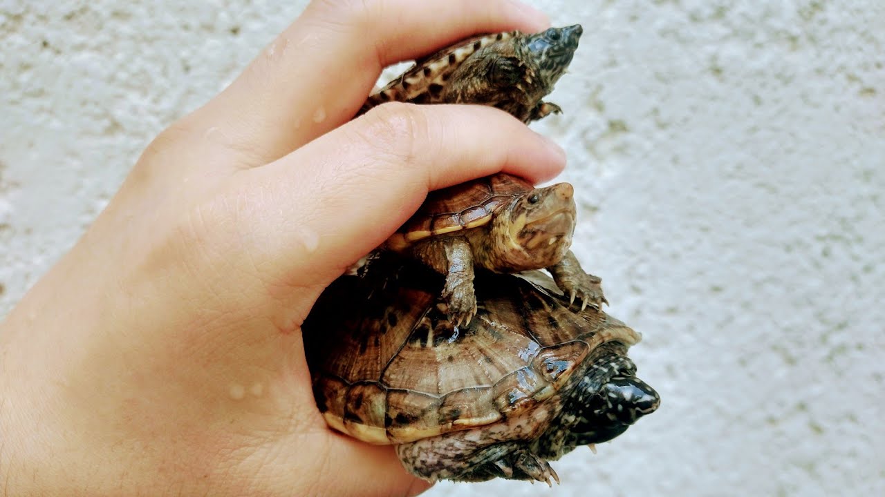 Actualización tortuga tres lomos (staurotypus triporcatus) Ene 2023 ...