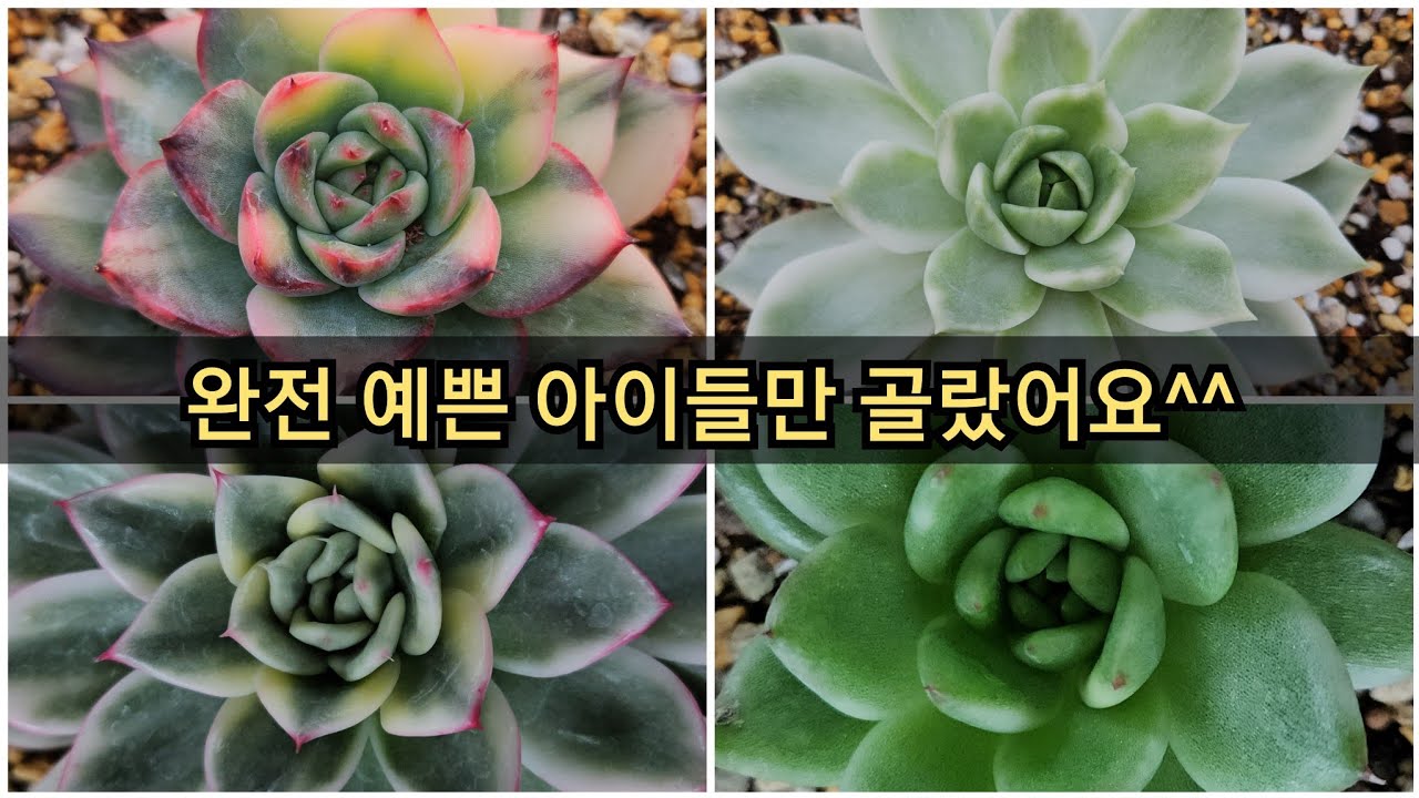 3월 10일 에보니산반금 마리아금 엘크혼금 등 예쁜 아이들 저렴하게 드려요 다육식물 다육 다육이금 다육이 다육이