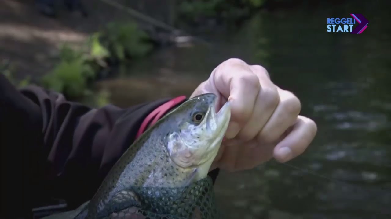 DIGI Sport, Reggeli Start - Pisztránghorgászok - Trout Union Cup - YouTube