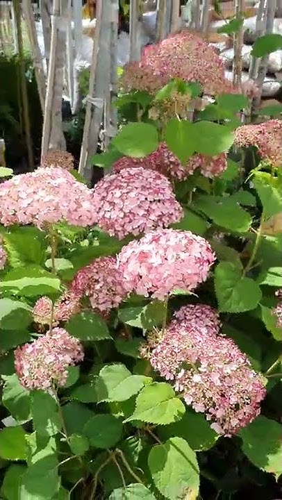 гортензия ПИНК АНАБЕЛЬ И РУБИ АНАБЕЛЬ #гортензия #сортагортензии # ...