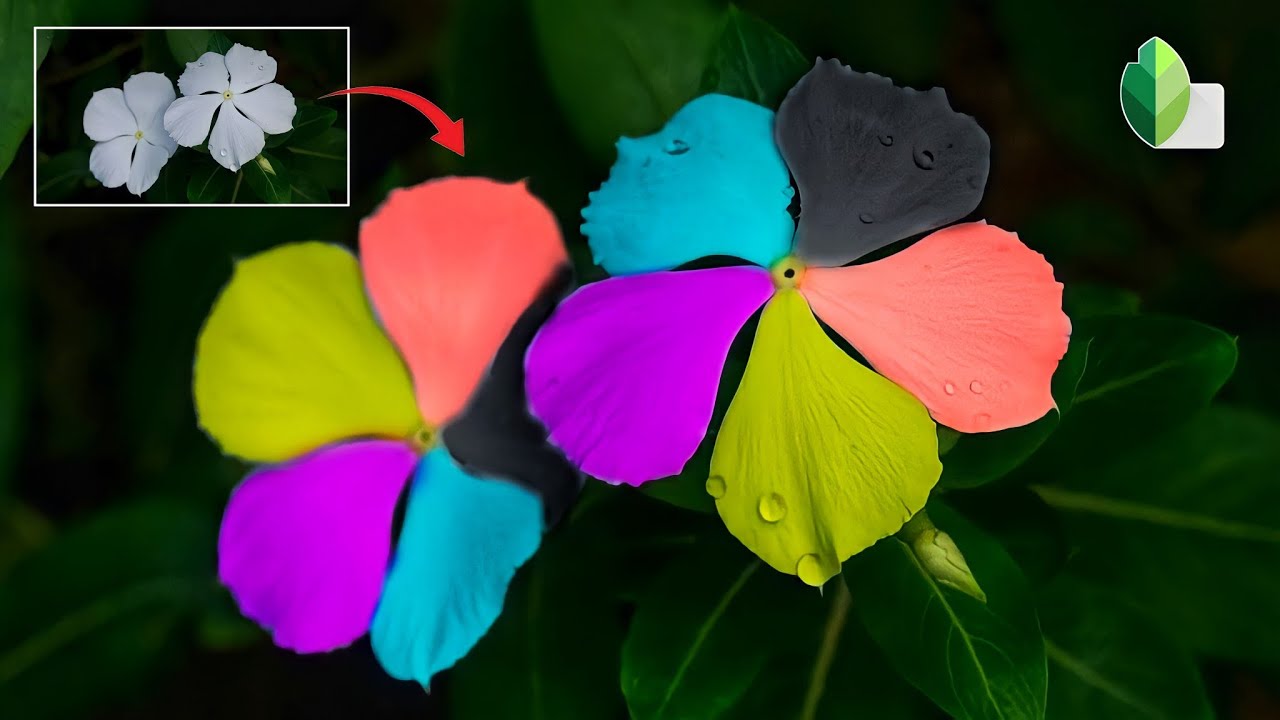 Creative Flower Colour Edit In Snapseed | Colour Changing Photo Editing ...