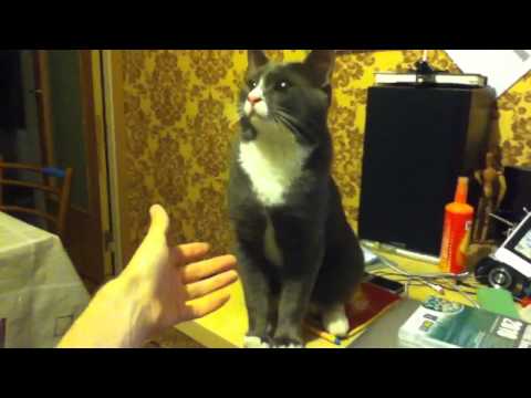 Smart cat Multik