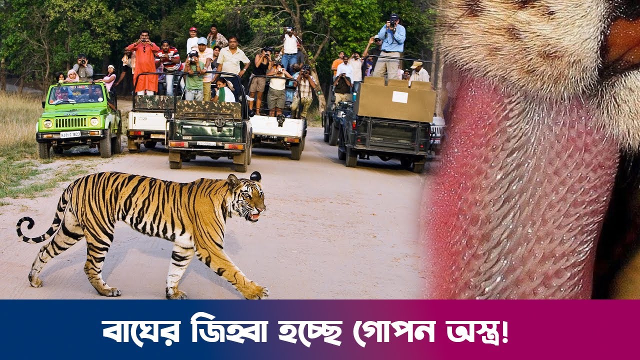 বাঘের জিহ্বা সবচেয়ে বড় অ স্ত্র!! MRM Update - YouTube