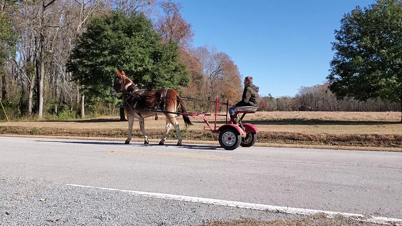 Muffin driving- molly mule for sale - YouTube