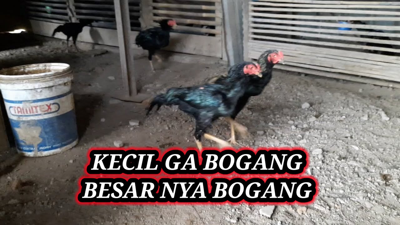 Kecil nya ga bogang besar nya bogang kok bisa - YouTube