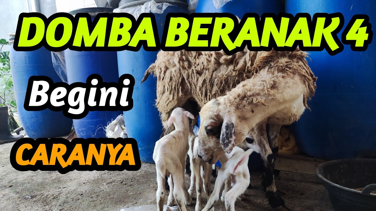 BEGINI TERNYATA CARA DOMBA BERANAK 4 EKOR, di sertai panduan ...