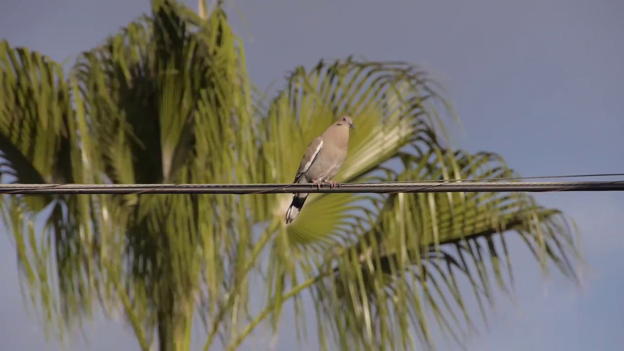 04 Free footage- palm tree, bird - YouTube