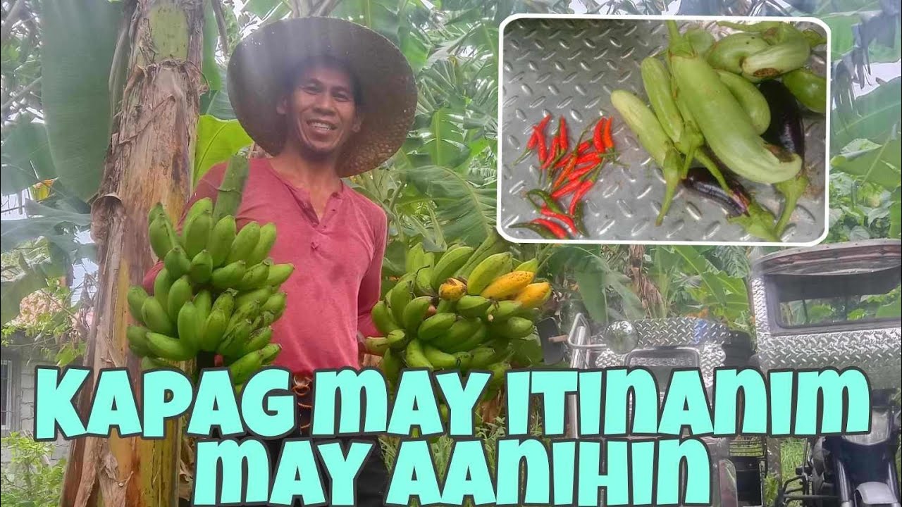 Paghaharvest ng saging na tundan at siling Taiwan at talong|Oriental ...
