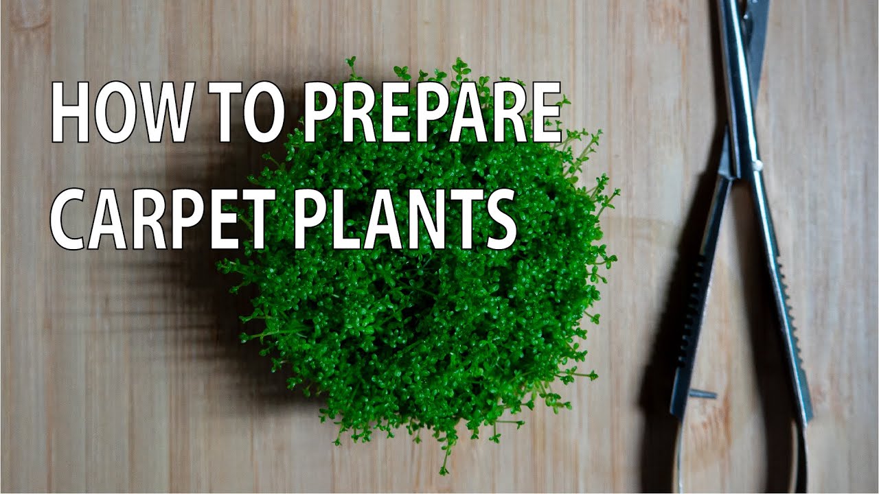 How to Prepare and Plant Carpet Plants - YouTube