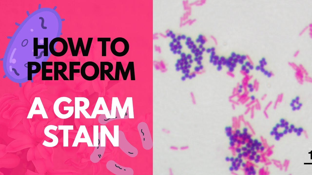 How to Perform a Gram Stain-Microbiology - YouTube
