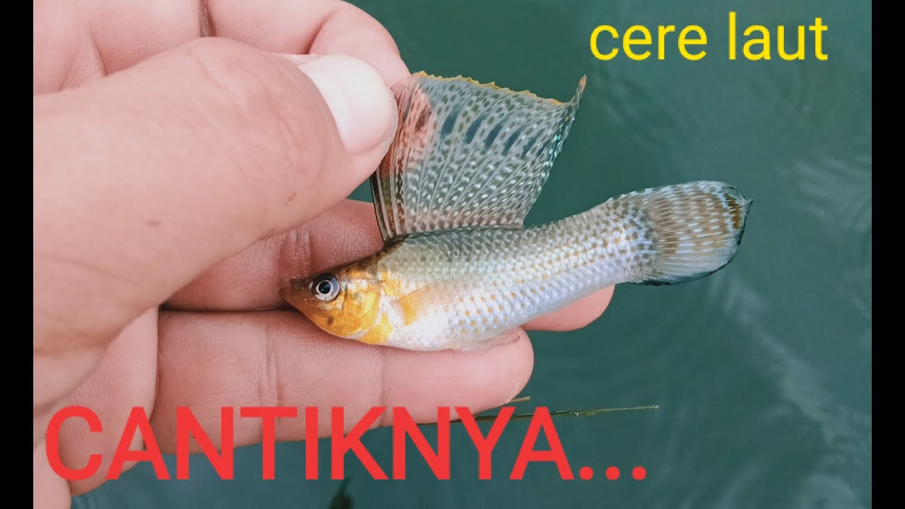 CERE LAUT CANTIK SANGAT COCOK MENJADI KOLEKSI IKAN HIAS DI AKUARIUM ...