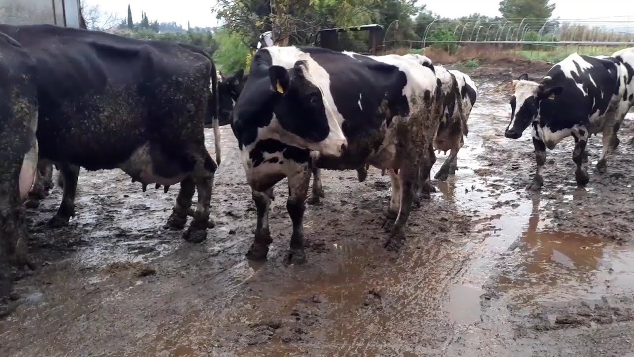 The milking cows my farm cyprus#Turkish cow - YouTube