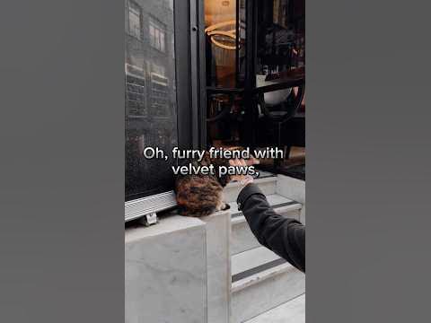 Oh, furry friend with velvet paws, 🐾#poem #cat #cats - YouTube