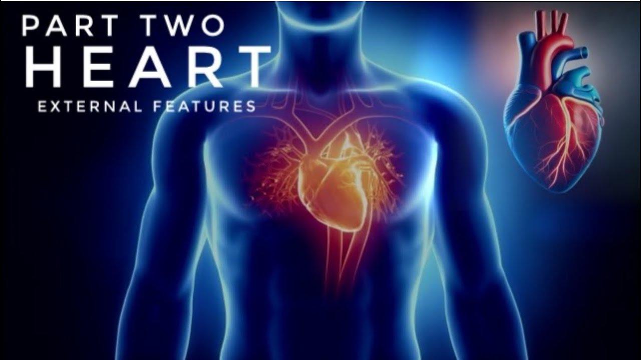 HEART EXTERNAL FEATURES || Part-2 || Anatomy Of Heart || - YouTube