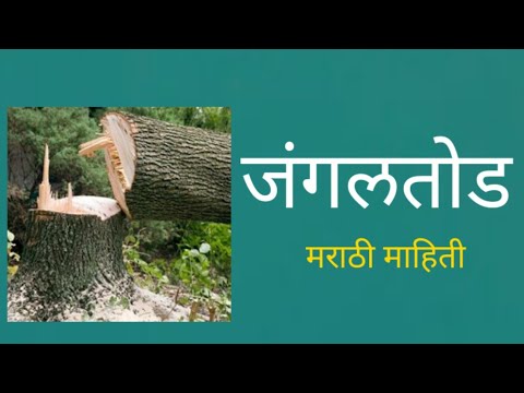 जंगलतोड विषयी मराठी माहिती/जंगलतोड एक समस्या मराठी माहिती/ Jangal tod marathi mahiti - YouTube