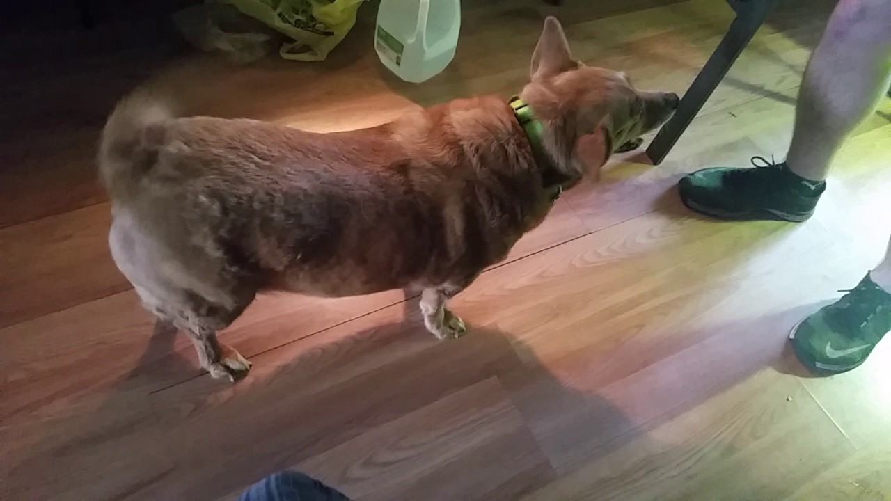Chubby doggo does a roll - YouTube