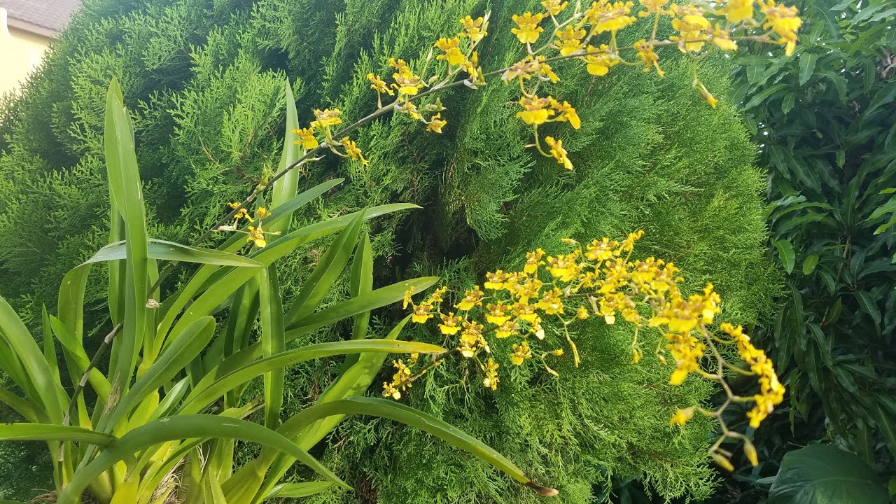 Dancing Lady/Oncidium Orchid Care Guide July 2022 - YouTube