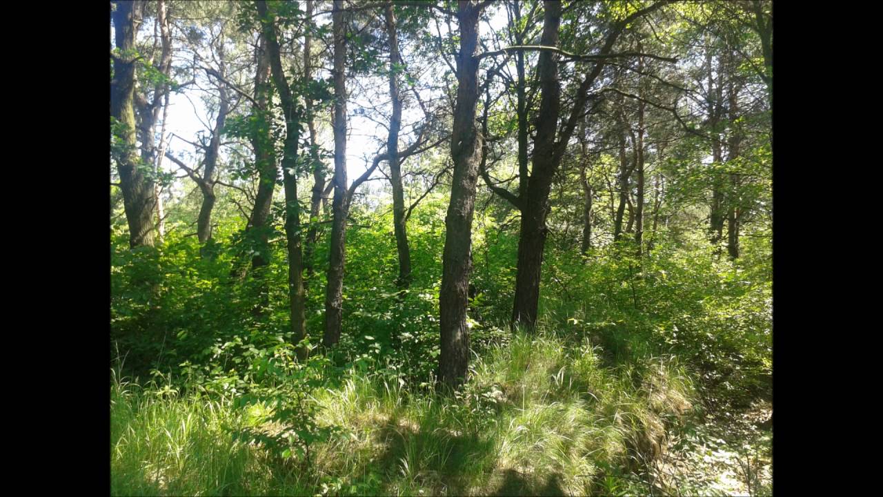 3 Hour Relaxing Birds Sounds in Deep Forest - Forest Birds Singing ...