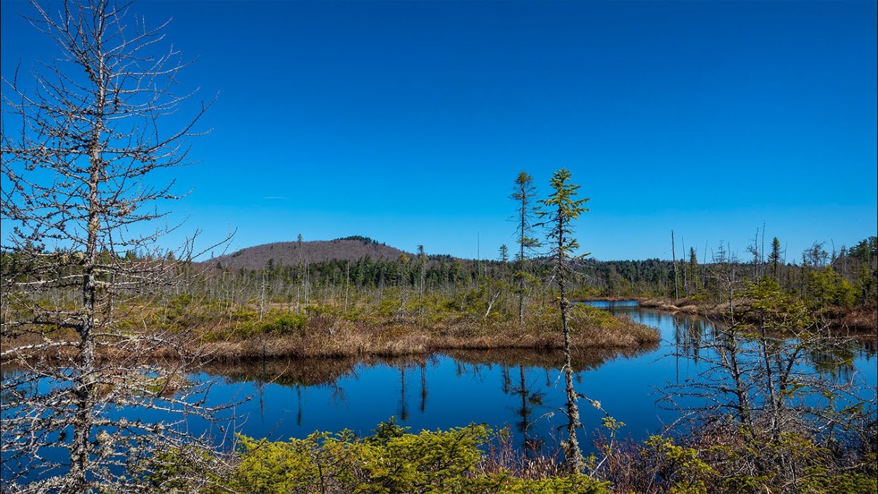 Adirondack Wetlands: Barnum Bog in Spring (26 April 2024) - YouTube