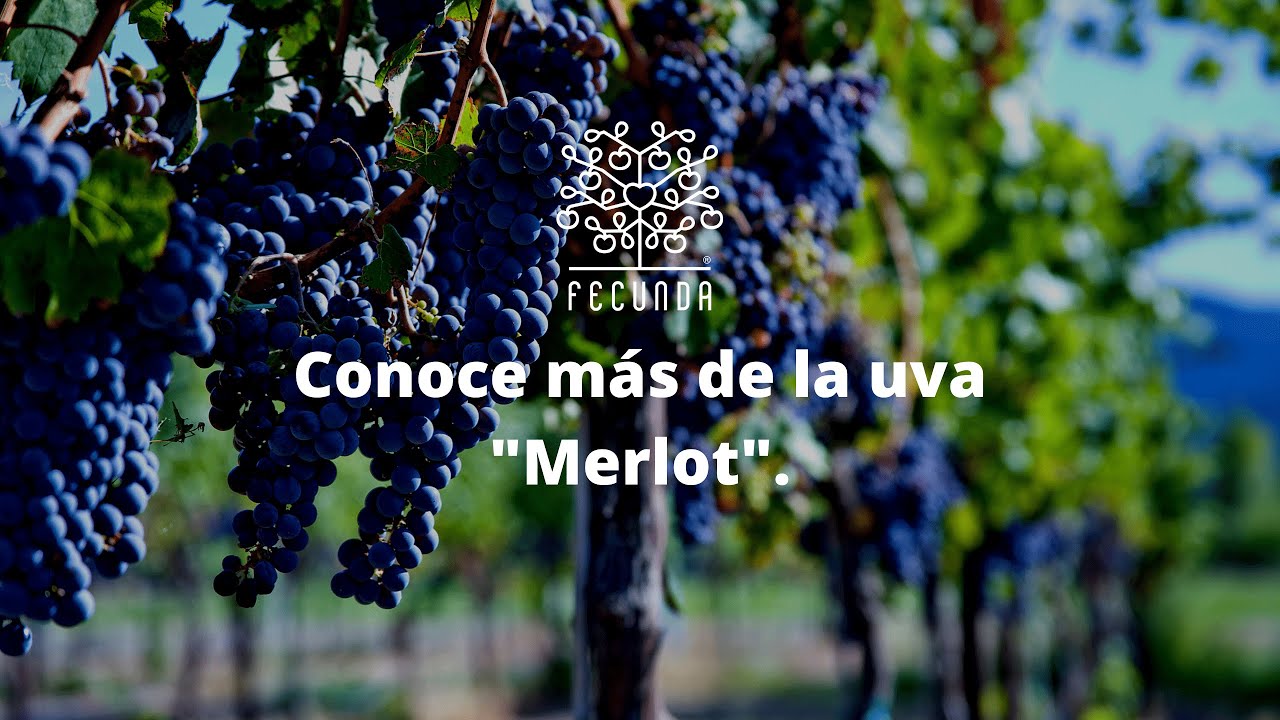 Conoce más de la uva "Merlot". - YouTube