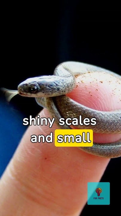 😎 World's SMALLest SNAKE 🐍 - YouTube
