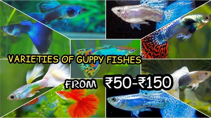 Guppy Fish Fish Farming In Kerala Imported Guppy Fish For, 50% OFF