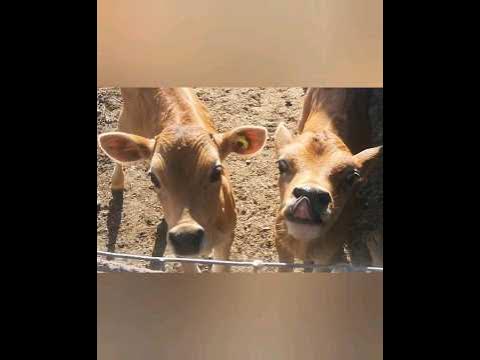 Hello, Baby Cows! 🐮😍💕 - YouTube