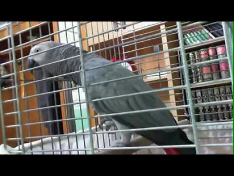 Allahin mocuzesi (Allahu Ekber)