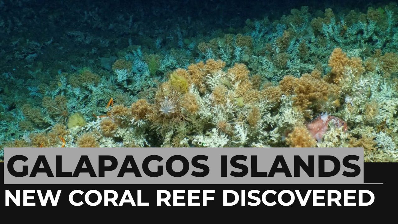 Ecuador: New coral reef discovered in Galapagos Islands - YouTube