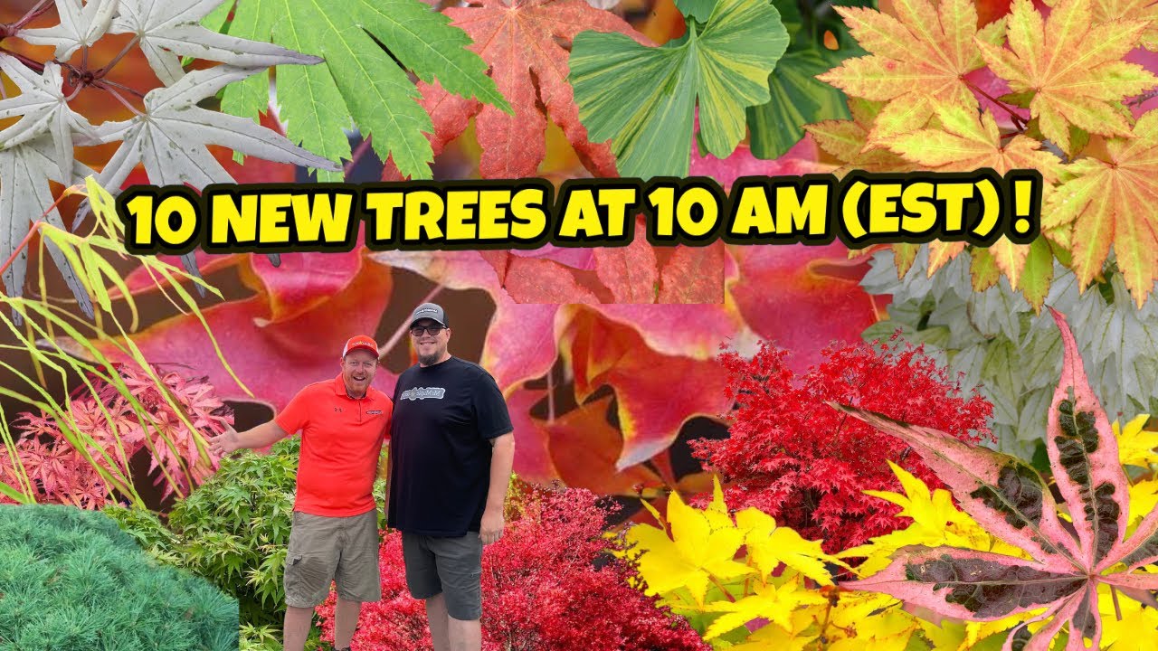 Fire Dragon is Back | Tuesday's 10 New Trees at 10am (EST) | MrMaple ...