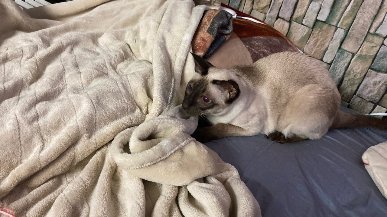 Cat Playing with Ribbon - YouTube