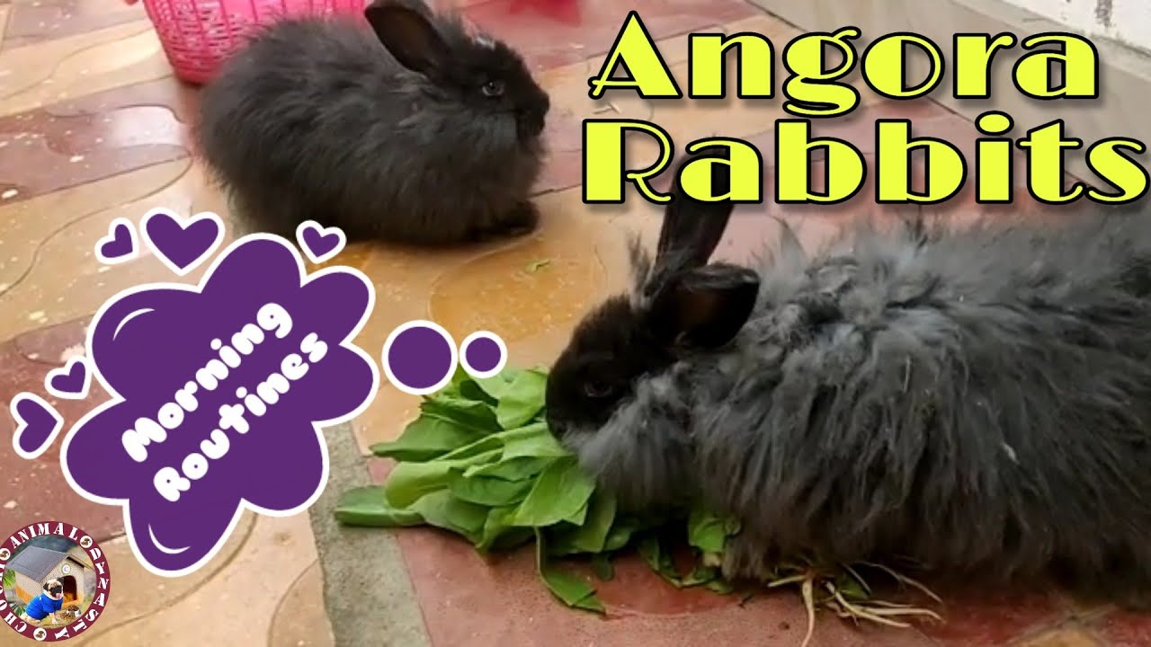 Angora rabbits morning diet - YouTube
