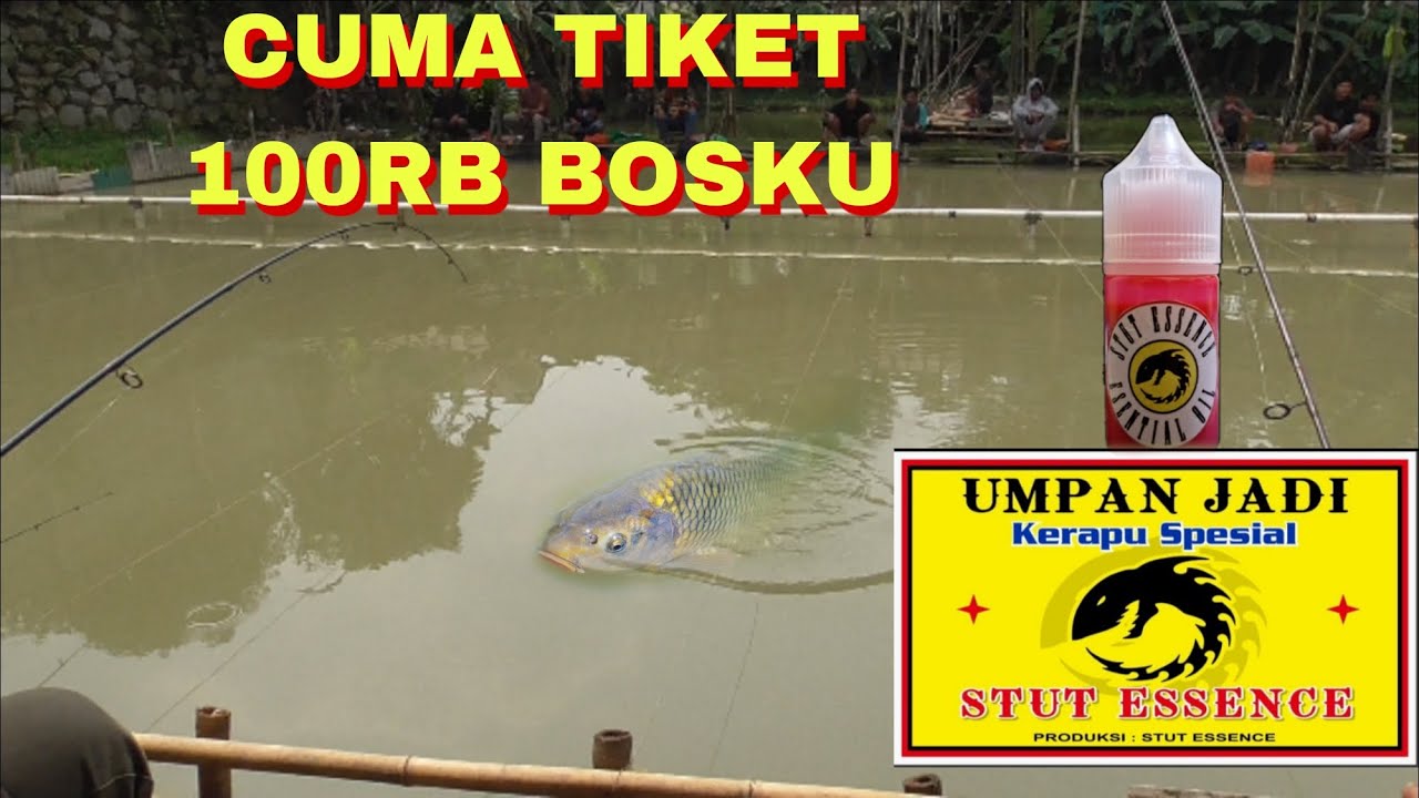 2 INDUK ALHAMDULILLAH NAIK...MANCING DI TIKET 100RB HASIL NYA MEMUASKAN ...