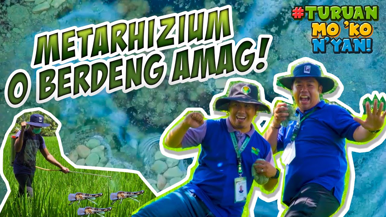 Turuan Mo 'Ko Nyan (Paggamit ng Metarhizium) - YouTube