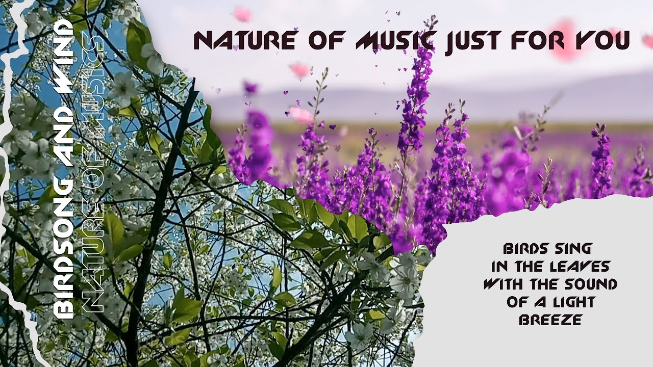 Birds sing in the leaves with the sound of a light breeze | Nature ...