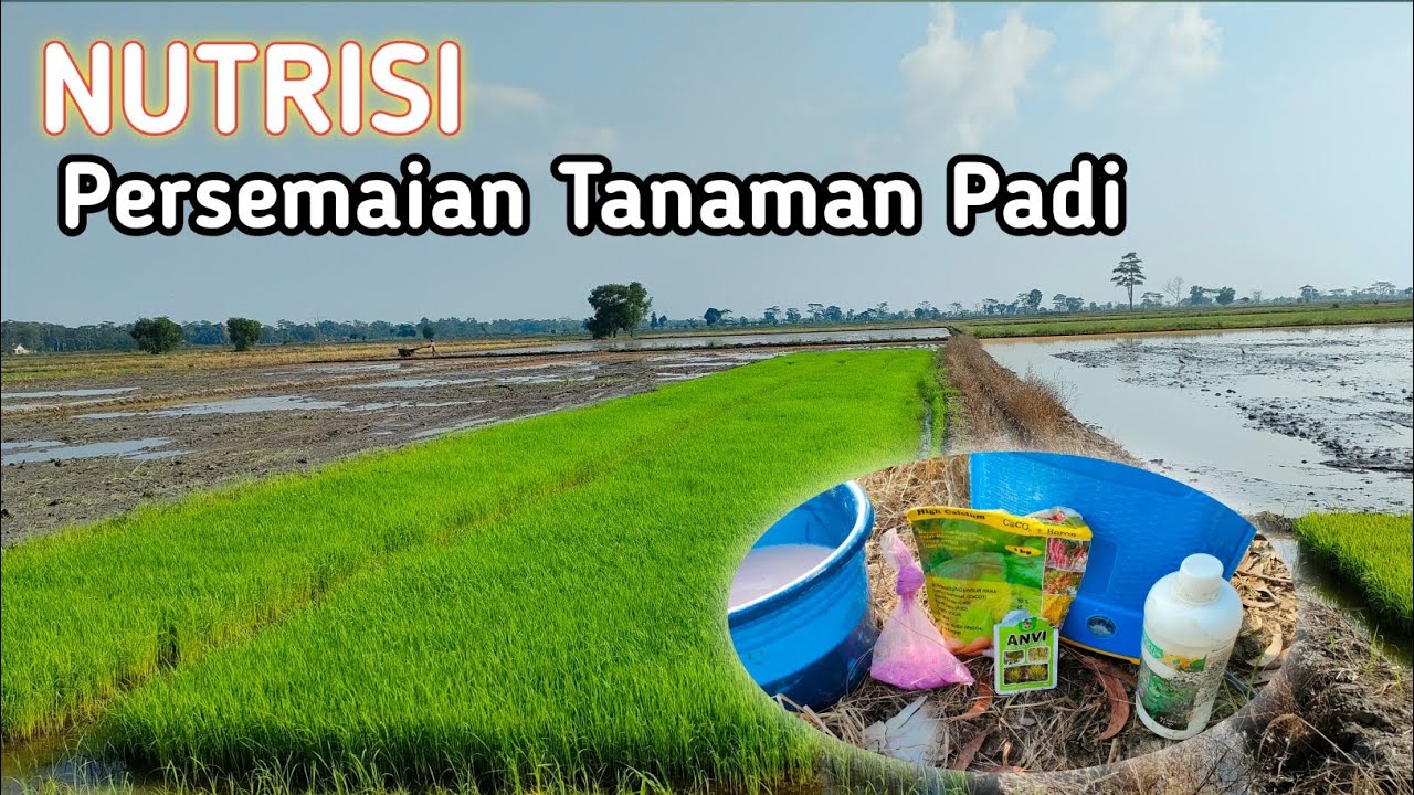 Part8. Pemberian Nutrisi Pada Persemaian Tanaman Padi | Perawatan ...
