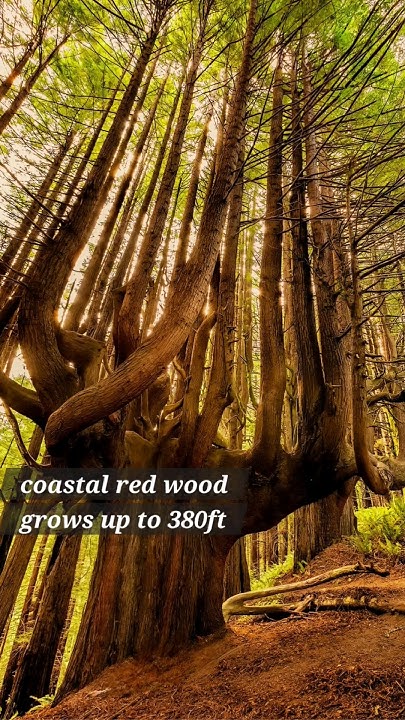 Upward Bound: Scaling the Heights of Tall Trees - YouTube