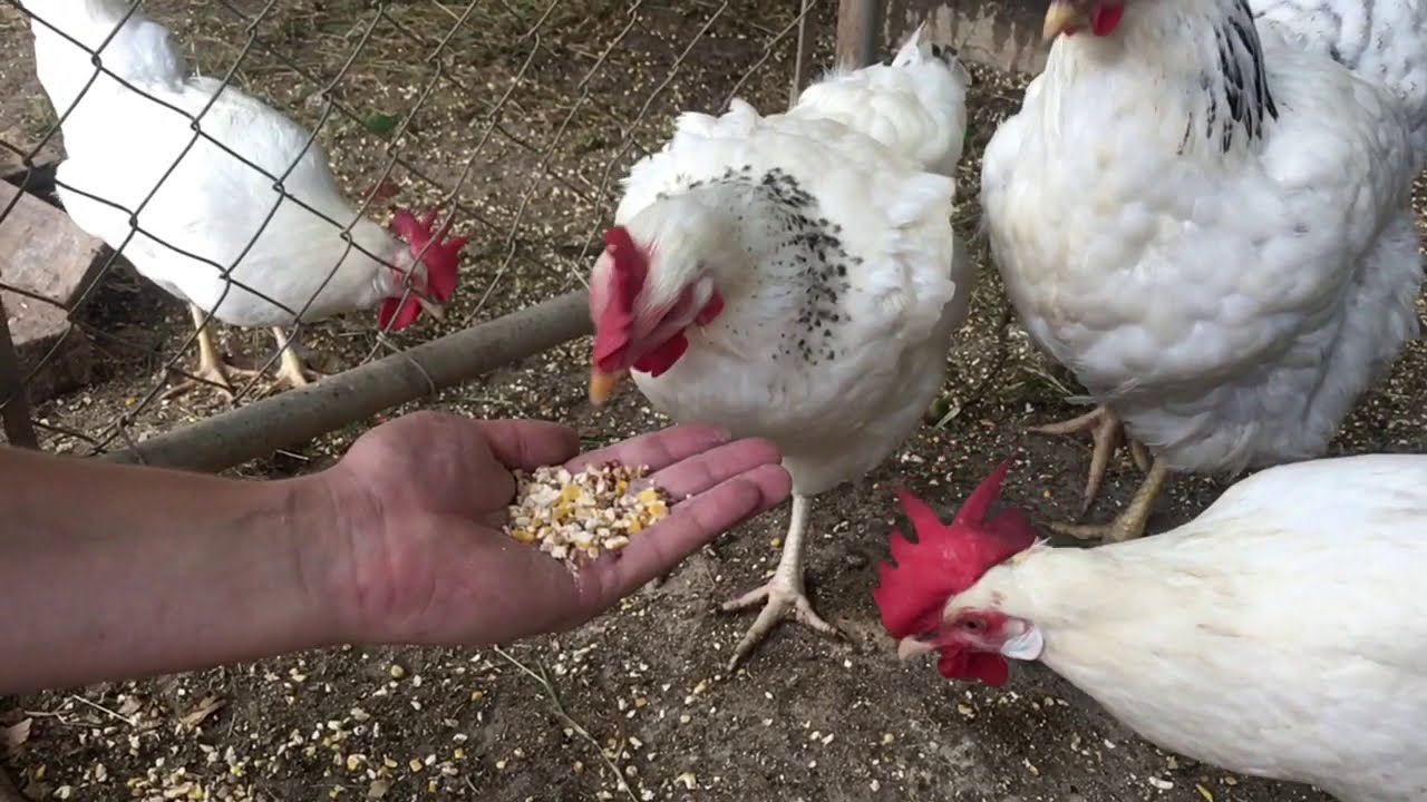 Our hen Della pecking in slow motion - YouTube