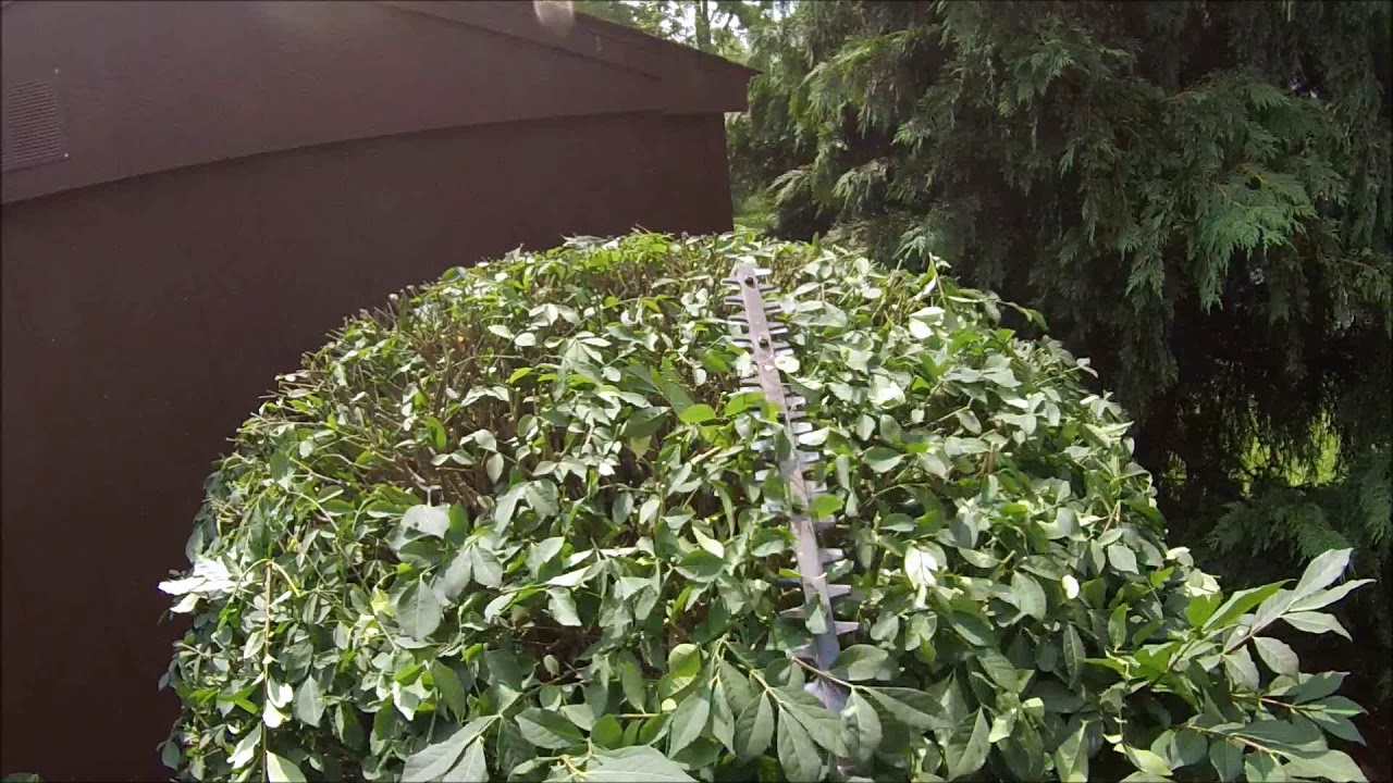 HOW TO: Shear a shrub to the right shape - YouTube