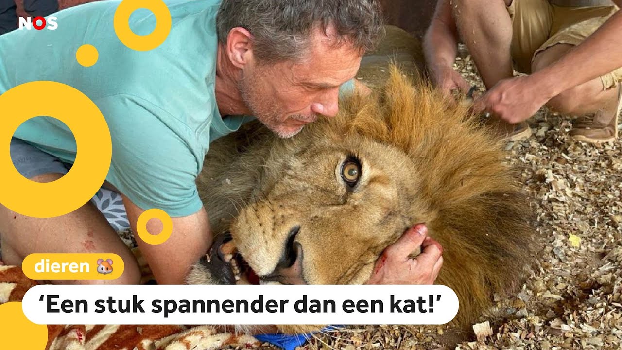 Nederlandse dierenarts opereert een leeuw - YouTube