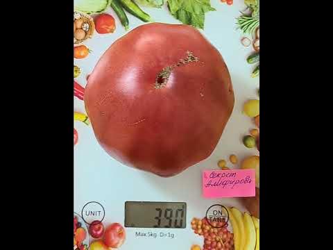Томат СЕКРЕТ АЛИФЕРОВА ( сорт Алифирова)( Продаю семена томатов по ...