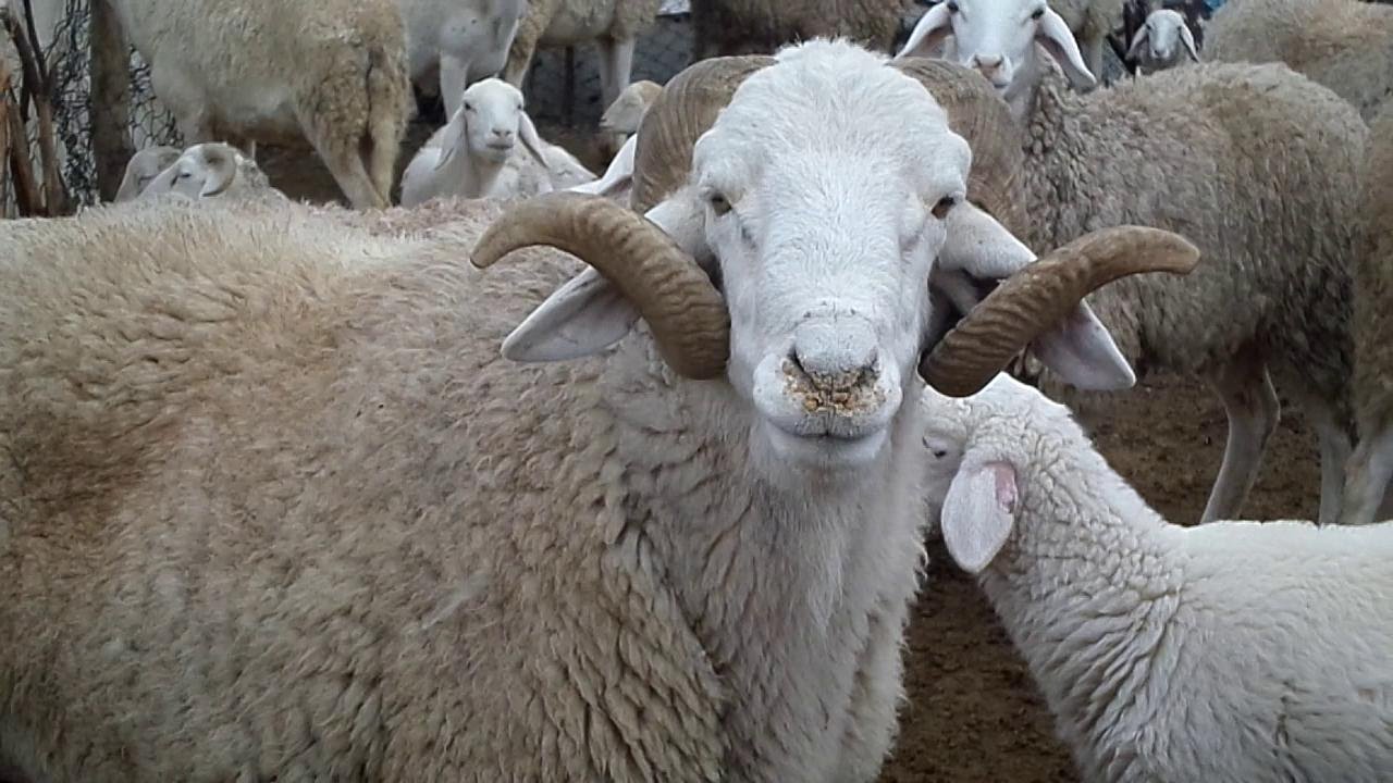 Bon kebch pour Aïd al Adha_Bélier de race Ouled djelal_Djelfa - YouTube