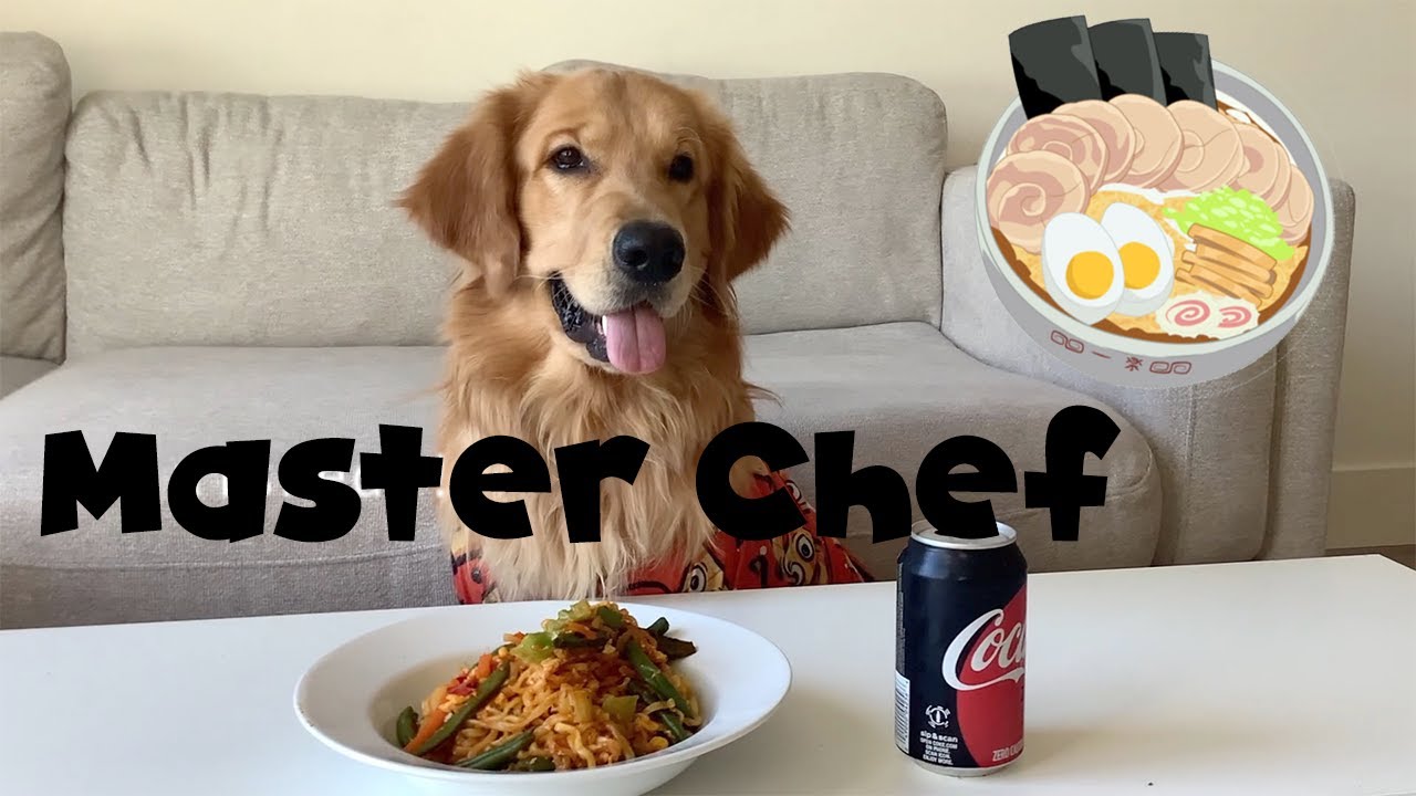 Golden Retriever cooking Ramen - YouTube